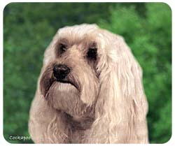 Cockapoo Mousepad, Mousepads, Cockapoo Gifts | Animalden.com