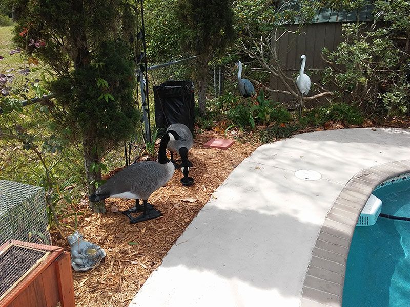 Realistic Canada Goose Garden Statue - Standing & Feeding Geese Set