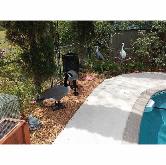 Realistic Canada Goose Garden Statue - Standing & Feeding Geese Set