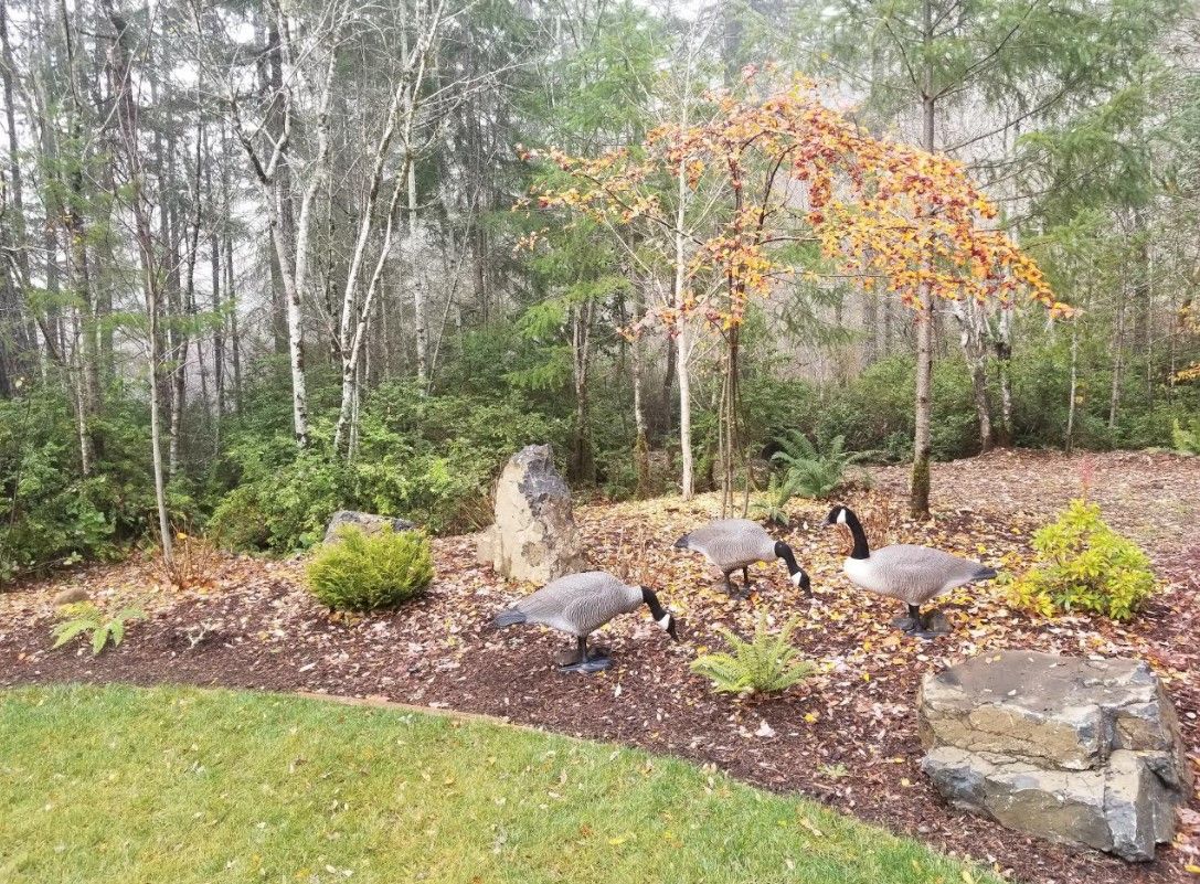 Realistic Canada Goose Garden Statue - Standing & Feeding Geese Set