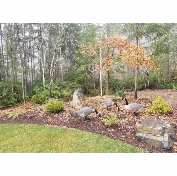 Realistic Canada Goose Garden Statue Standing And Feeding Geese Set
