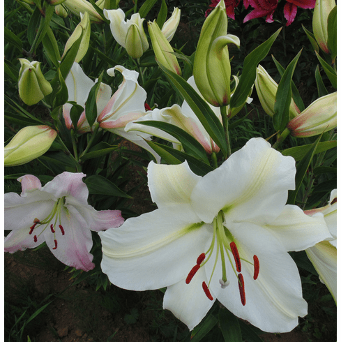 'Ariosto' - Oriental Lily
