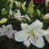'Ariosto' - Oriental Lily