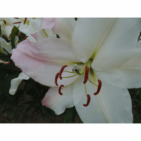 'Ariosto' - Oriental Lily
