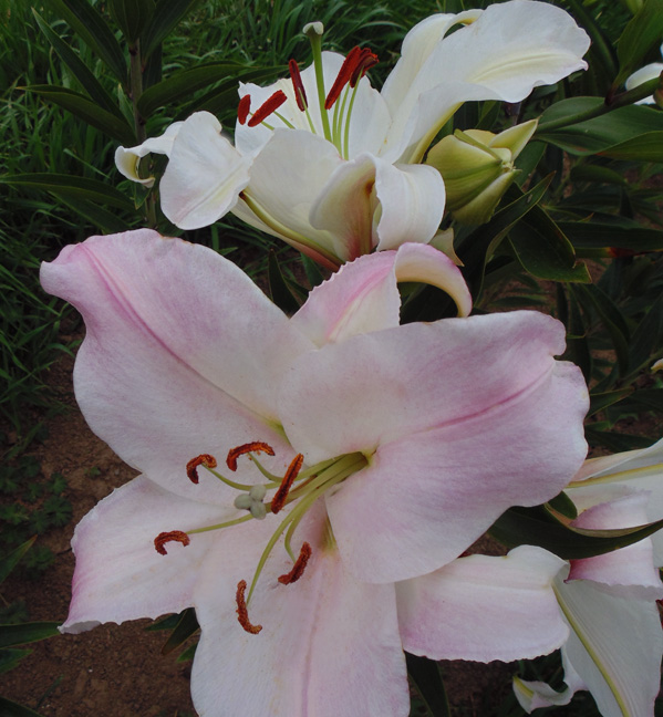 'Ariosto' - Oriental Lily
