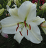 'Ariosto' - Oriental Lily