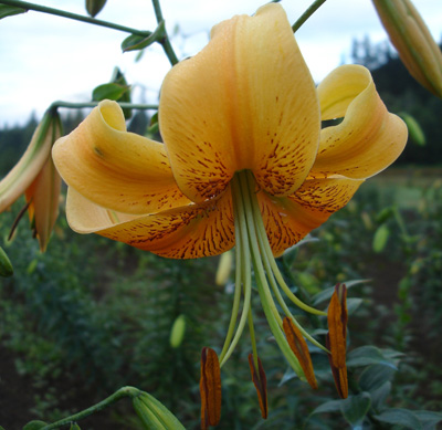 Bellingham Star