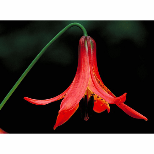 'Lilium canadense var. editorium'