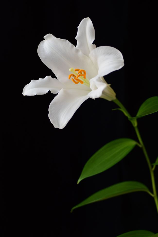 'Lilium nobilissimum' (Noble Lily)