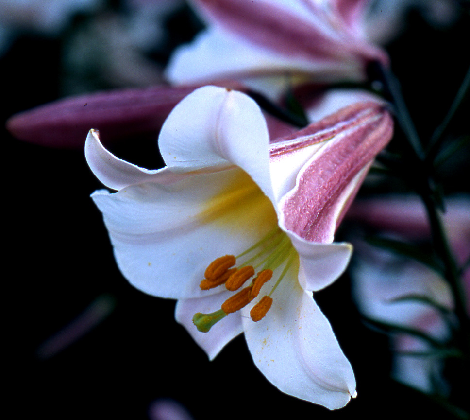 Lilium regale