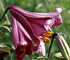 'Midnight Strain' - Trumpet Hybrid Lily Bulb