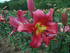 'Satisfaction' - Orienpet Hybrid Lily