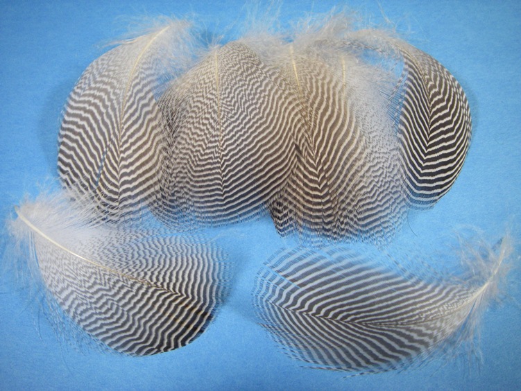 Pintail Flank Feathers - Natural Pintail Feathers