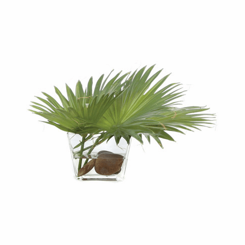 Small Fan Palm Waterlike - Ocean Offerings